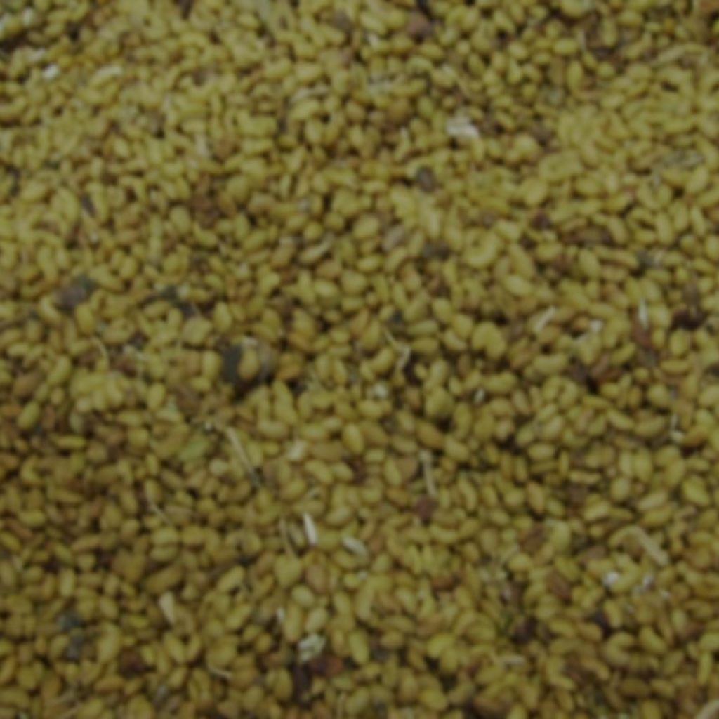 parallax-seed – Santa Maria Seeds