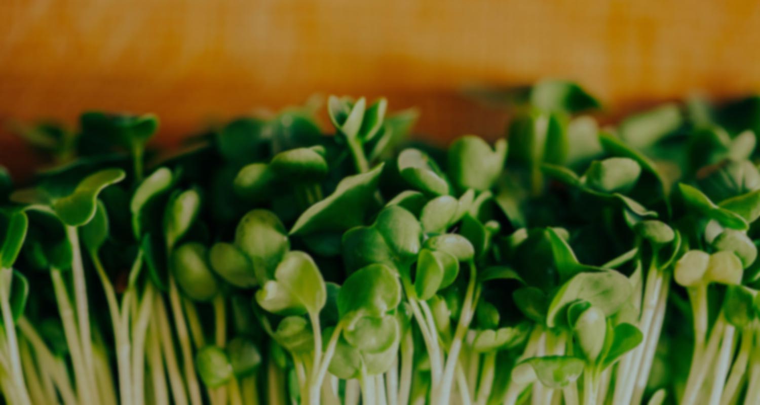 parallax-sprouts – Santa Maria Seeds