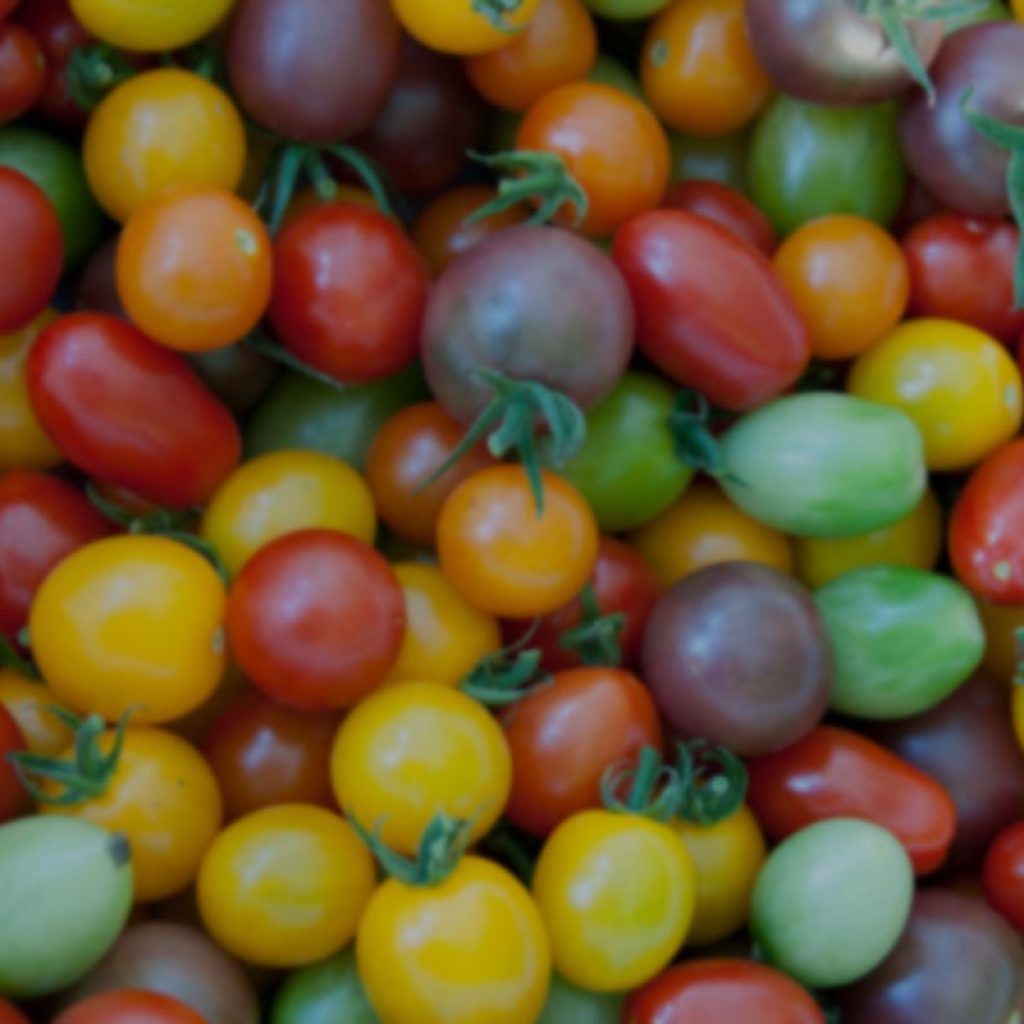 parallax-tomato – Santa Maria Seeds