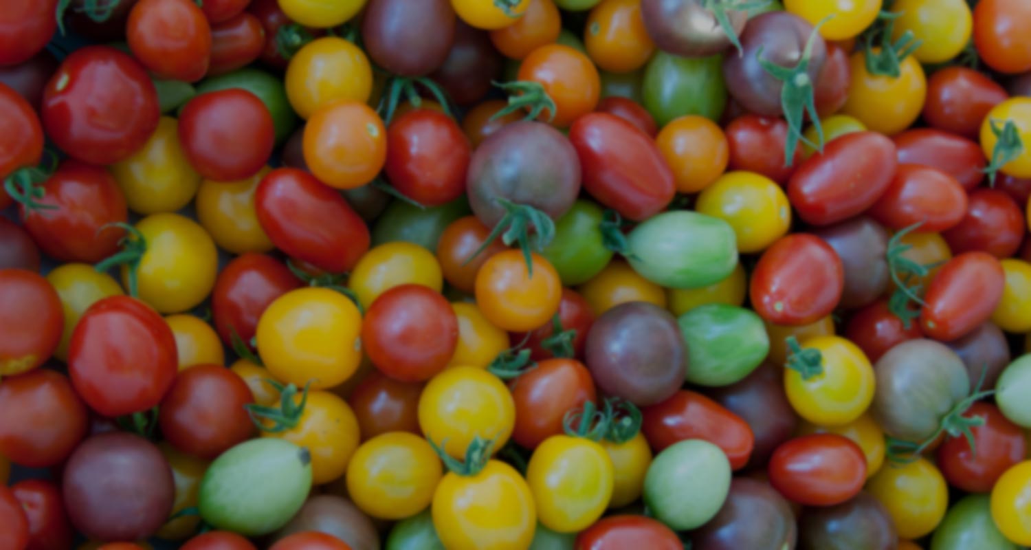 parallax-tomato – Santa Maria Seeds
