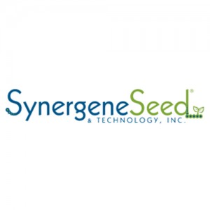 Synergene-Seed – Santa Maria Seeds